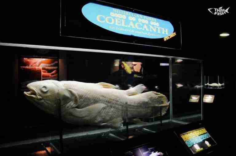 Harga Tiket Masuk Seaworld Terbaru Mei 2026