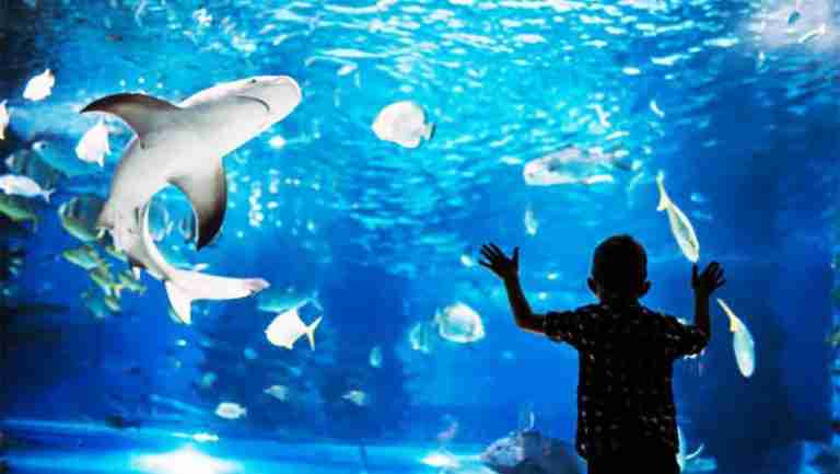 Harga Tiket Masuk Seaworld Terbaru Mei 2026