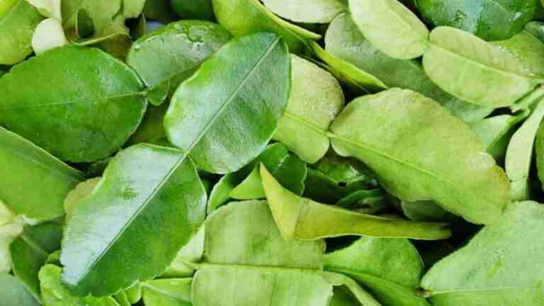 Harga Daun Jeruk Di Pasaran Terbaru Mei 2026