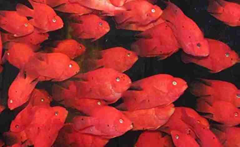 Harga Ikan Red Parrot Terbaru Mei 2026